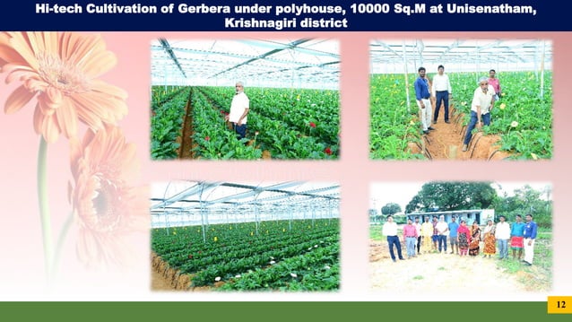 NHB PPT of horticulture schemes and data | PDF
