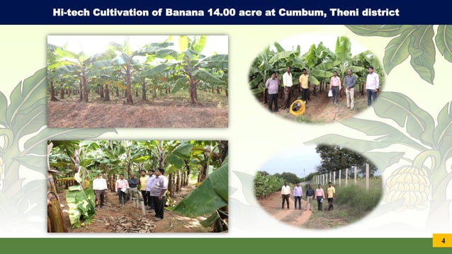 NHB PPT of horticulture schemes and data | PDF