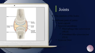 Rheumatoid Arthritis: Pathology, Etiology & Diagnosis (PPT & PDF) | PPTX
