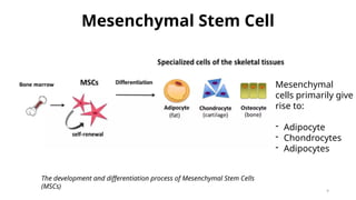 Animal cell differentiation Introduction to Stem Cells | PPTX