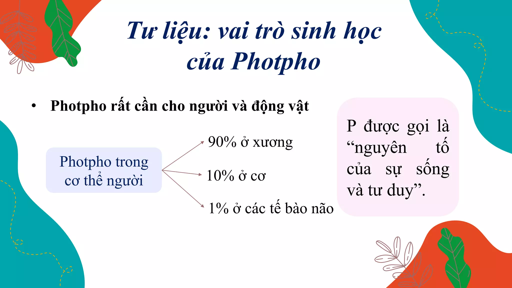 NHÓM 2 PHOTPHO-PPT.pptx