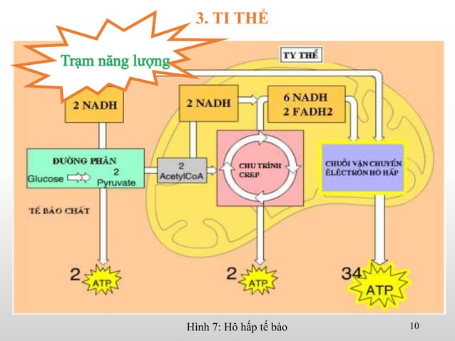 các bào quan trong tế bào động vật | PPTX