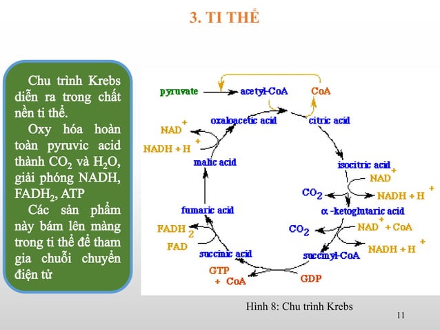 các bào quan trong tế bào động vật | PPTX