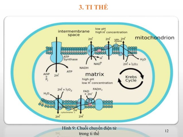 các bào quan trong tế bào động vật | PPTX