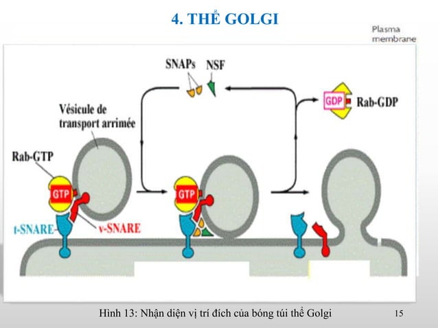các bào quan trong tế bào động vật | PPTX