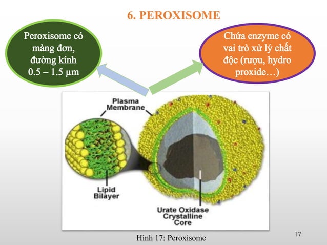 các bào quan trong tế bào động vật | PPTX