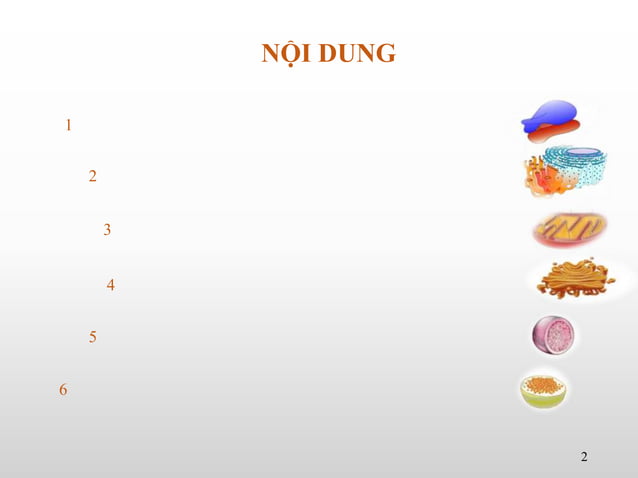 các bào quan trong tế bào động vật | PPTX