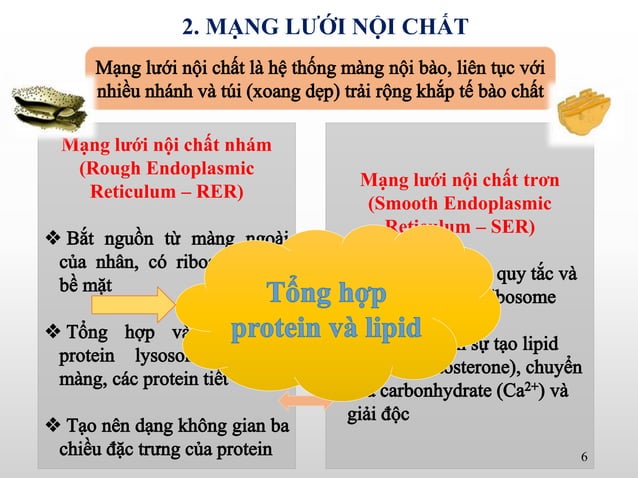 các bào quan trong tế bào động vật | PPTX