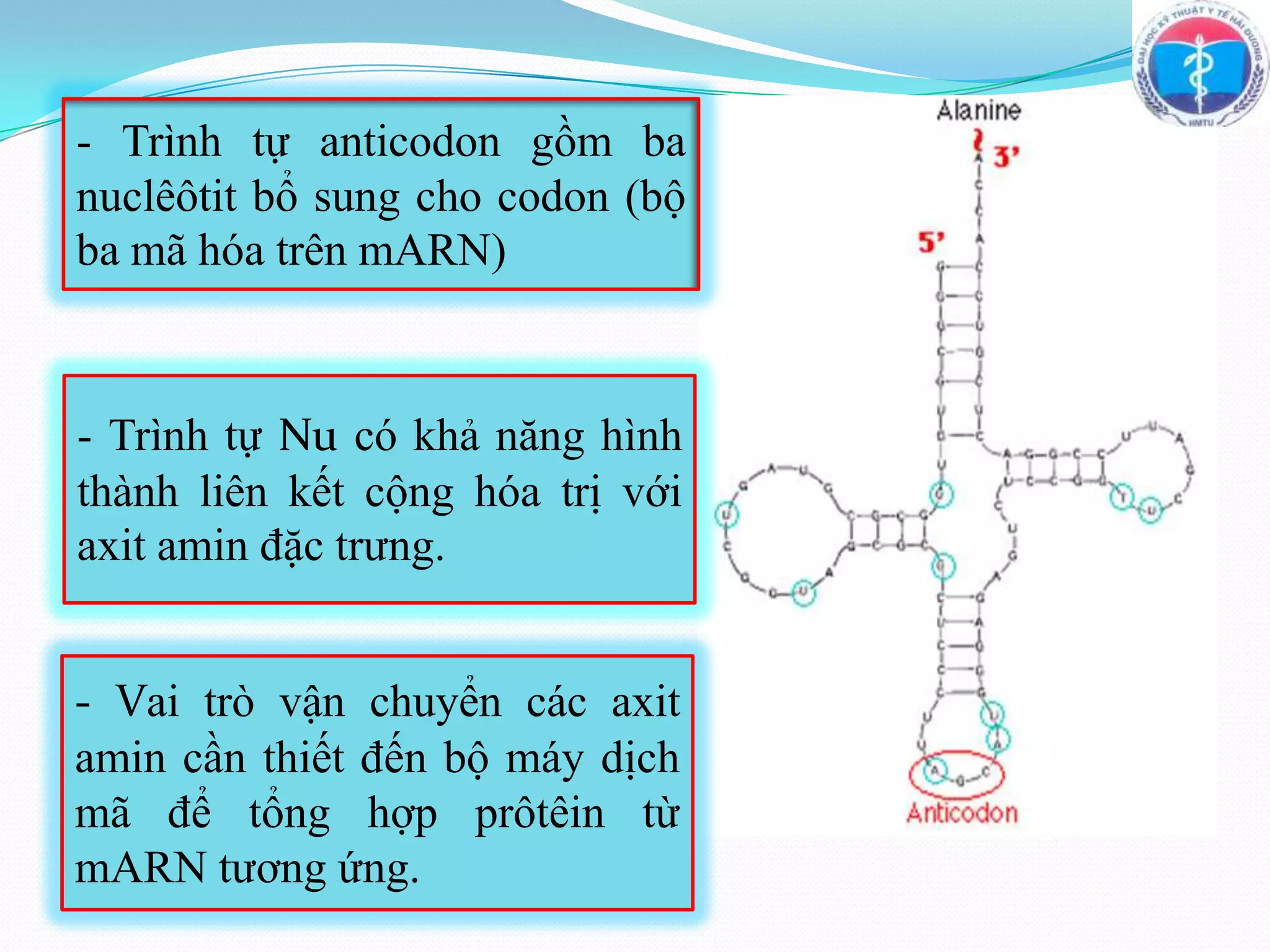 Nhân đôi ADN và tổng hợp ARN | PPTX