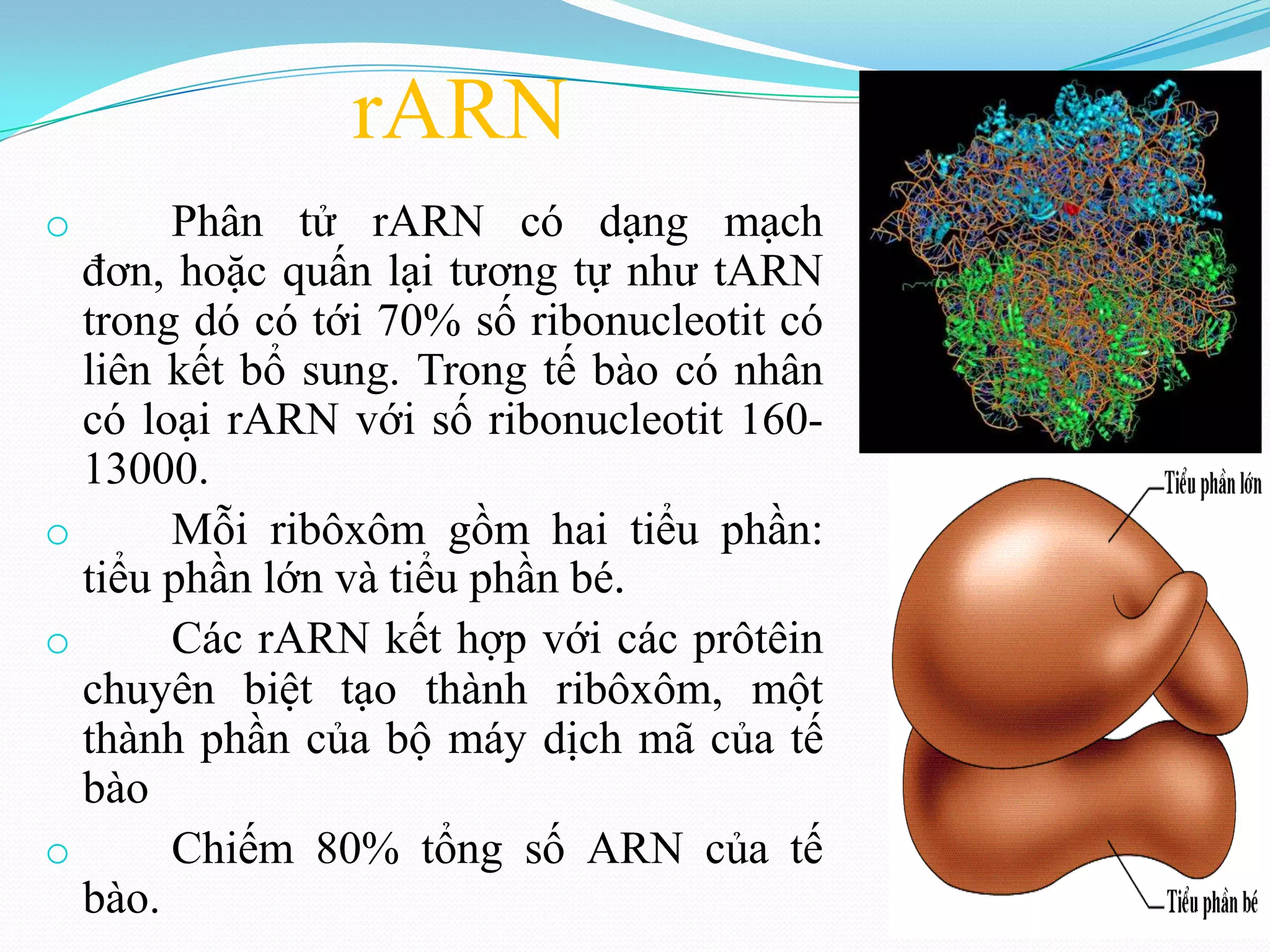Nhân đôi ADN và tổng hợp ARN | PPTX