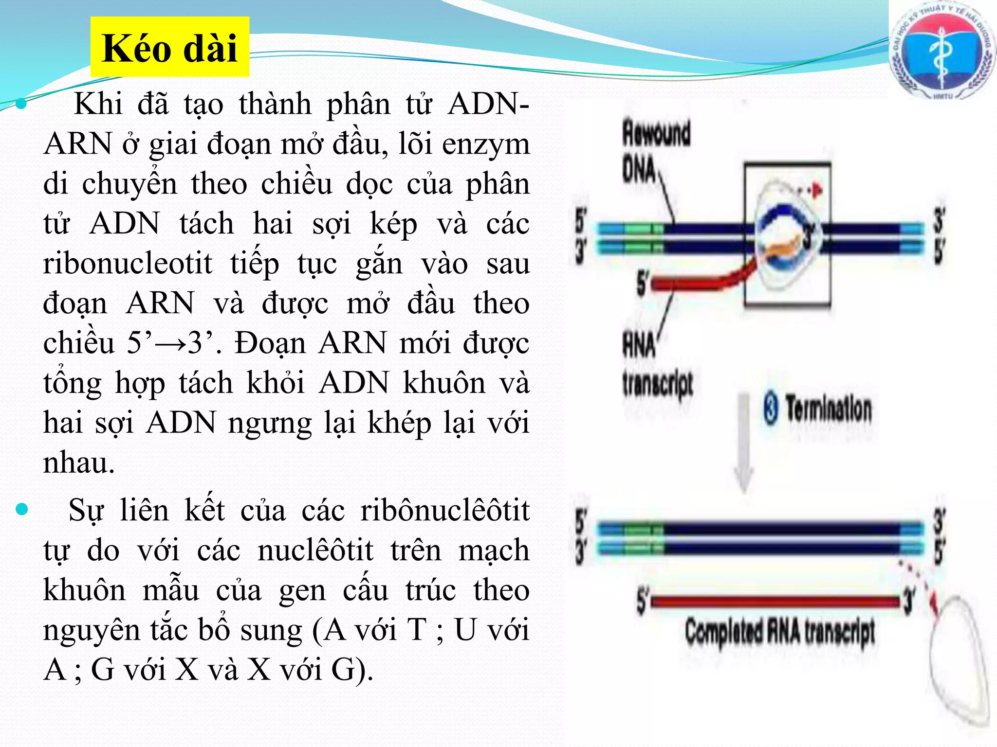 Nhân đôi ADN và tổng hợp ARN | PPTX