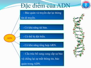 Nhân đôi ADN và tổng hợp ARN | PPTX