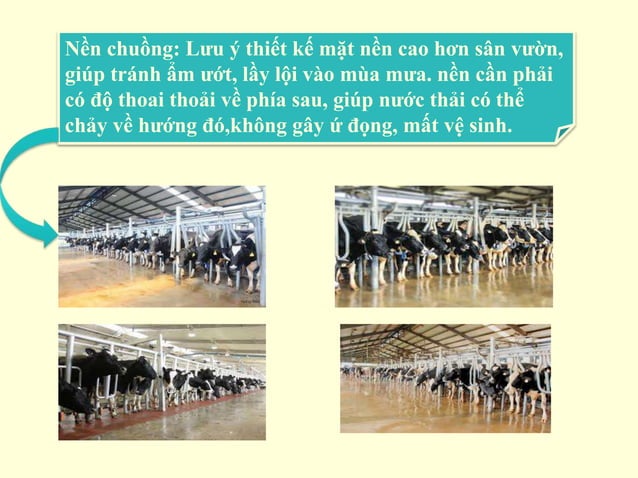 Nhom 4_Mô hình chăn nuôi bò sữa | PPT
