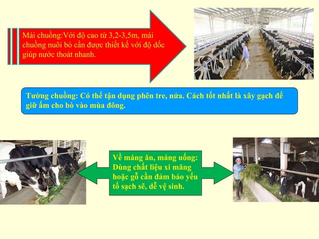 Nhom 4_Mô hình chăn nuôi bò sữa | PPT