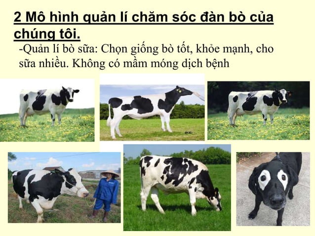 Nhom 4_Mô hình chăn nuôi bò sữa | PPT