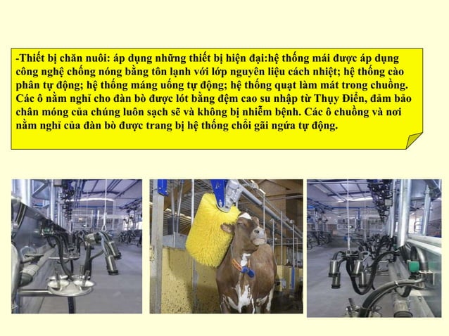 Nhom 4_Mô hình chăn nuôi bò sữa | PPT