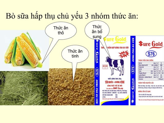 Nhom 4_Mô hình chăn nuôi bò sữa | PPT