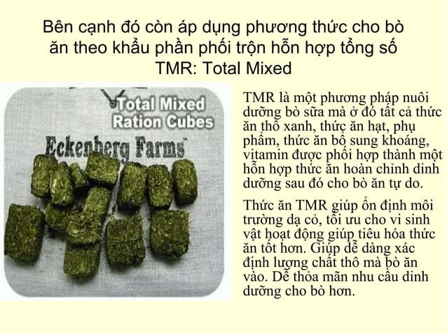 Nhom 4_Mô hình chăn nuôi bò sữa | PPT