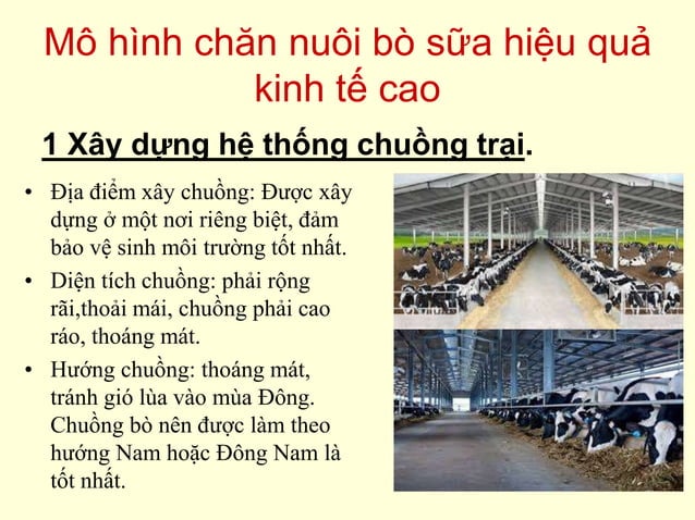 Nhom 4_Mô hình chăn nuôi bò sữa | PPT