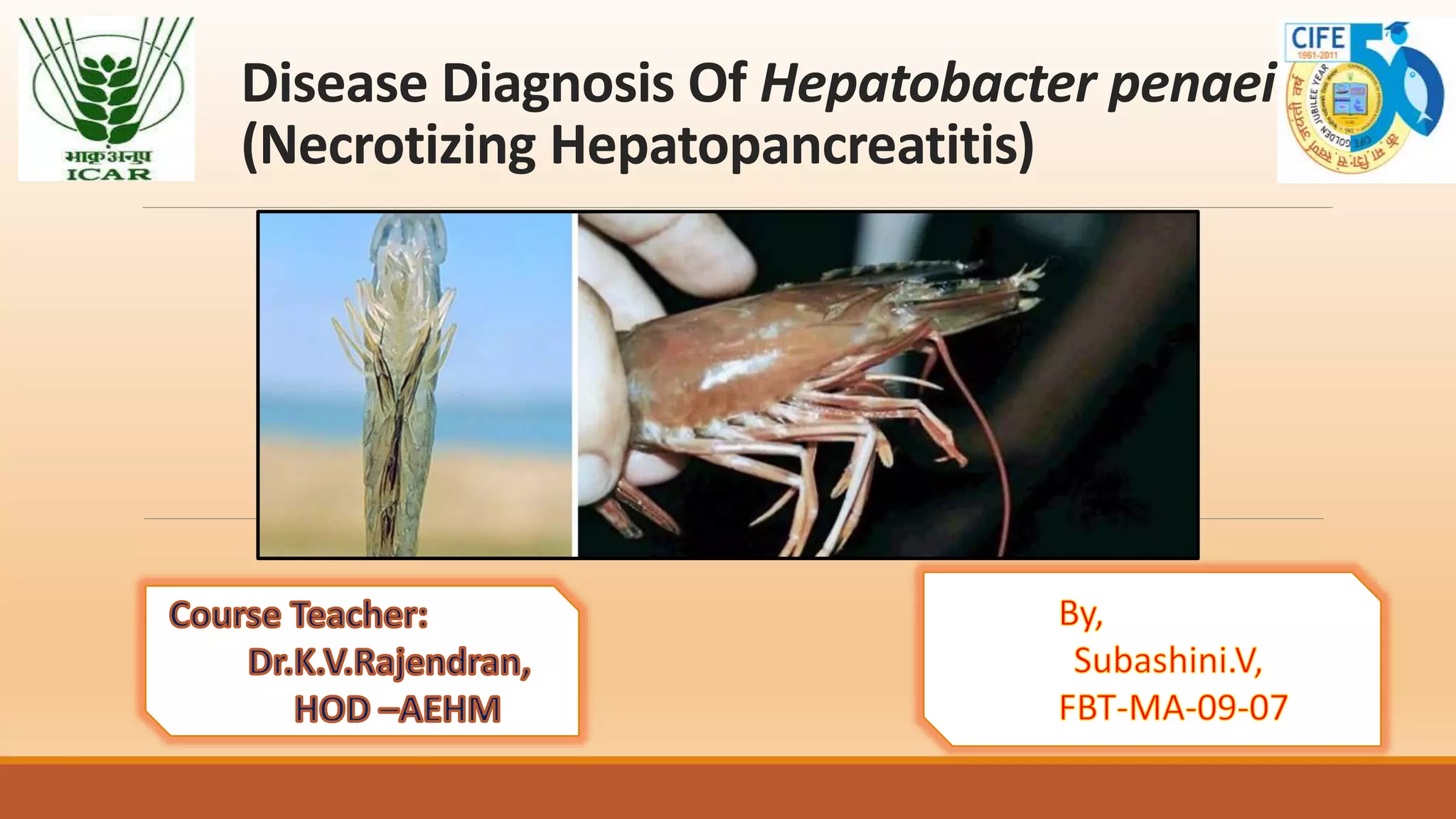 NHP - Necrotizing Hepatopancreatitis | PPTX