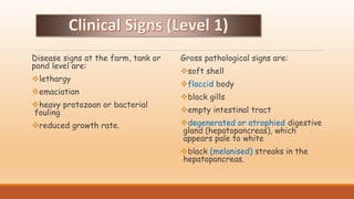 NHP - Necrotizing Hepatopancreatitis | PPTX