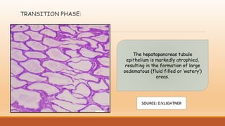 NHP - Necrotizing Hepatopancreatitis | PPTX