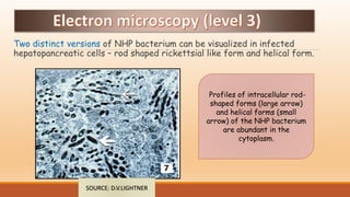 NHP - Necrotizing Hepatopancreatitis | PPTX