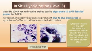 NHP - Necrotizing Hepatopancreatitis | PPTX