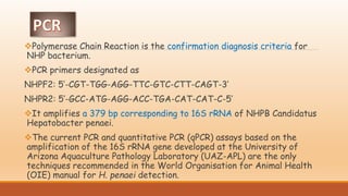 NHP - Necrotizing Hepatopancreatitis | PPTX