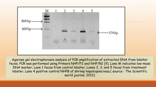 NHP - Necrotizing Hepatopancreatitis | PPTX