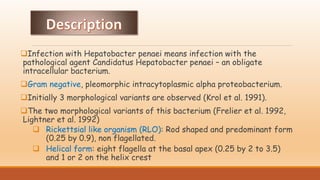 NHP - Necrotizing Hepatopancreatitis | PPTX
