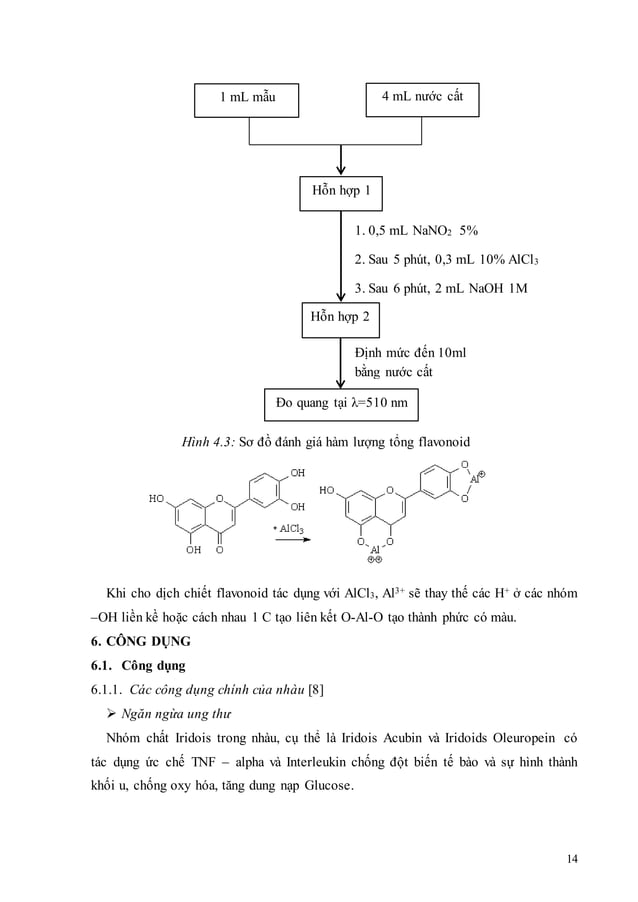 Đánh giá hàm lượng tổng phenolic và flavonoid trong quả Nhàu | DOCX