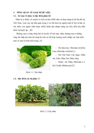 Đánh giá hàm lượng tổng phenolic và flavonoid trong quả Nhàu | DOCX