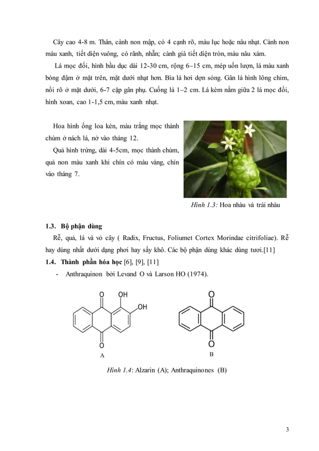 Đánh giá hàm lượng tổng phenolic và flavonoid trong quả Nhàu | DOCX