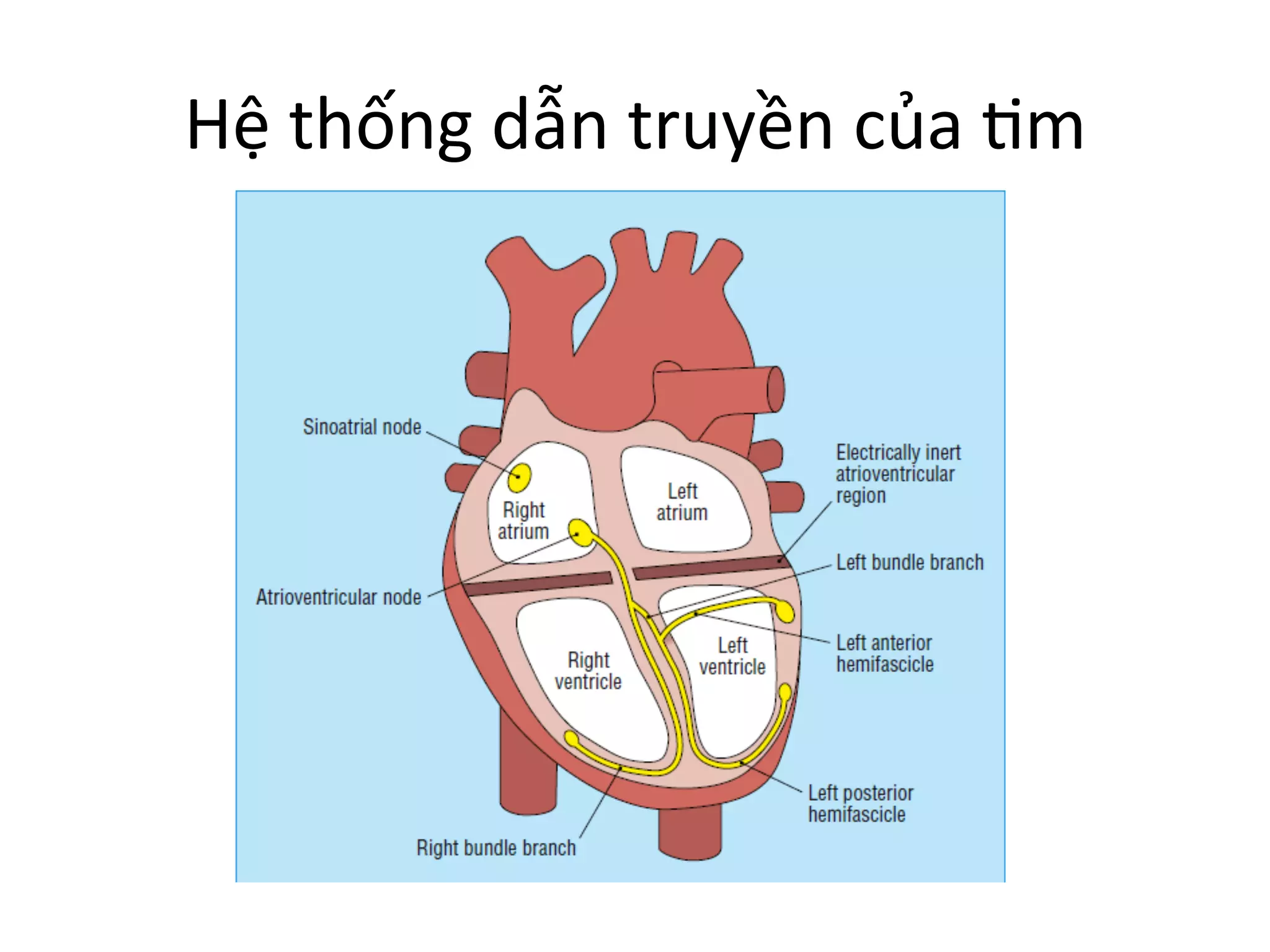 Nhung van-de-co-ban-ve-dien-tam-do | PDF