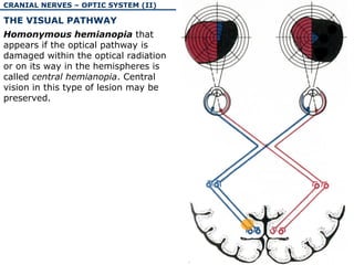 The physiology and pathology of cranial nerves I-VI | PPT