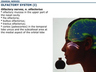 The physiology and pathology of cranial nerves I-VI | PPT