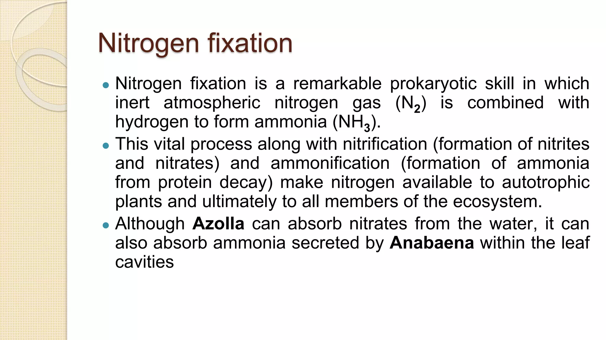 Azolla and Anabena symbiosis | PPTX