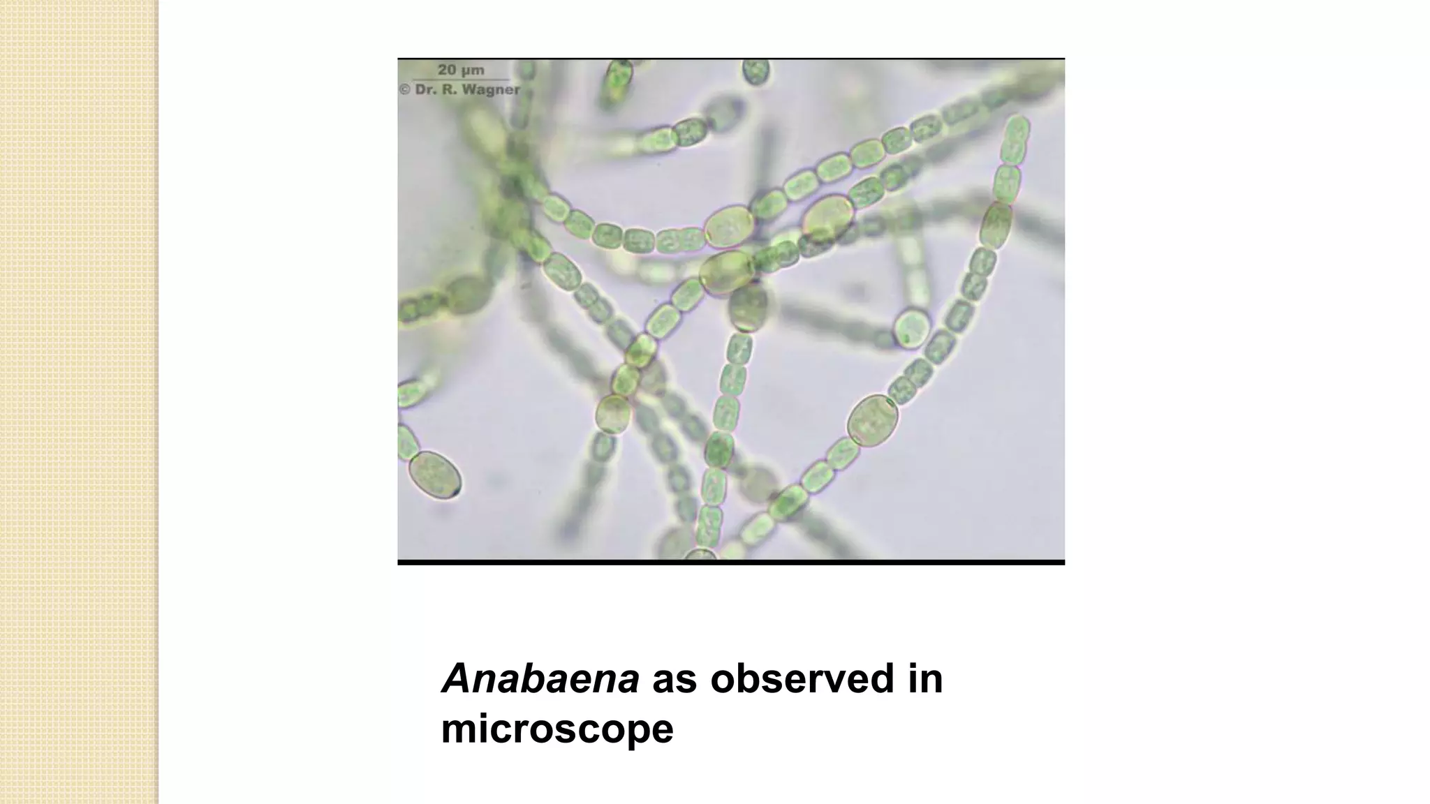 Azolla and Anabena symbiosis | PPTX