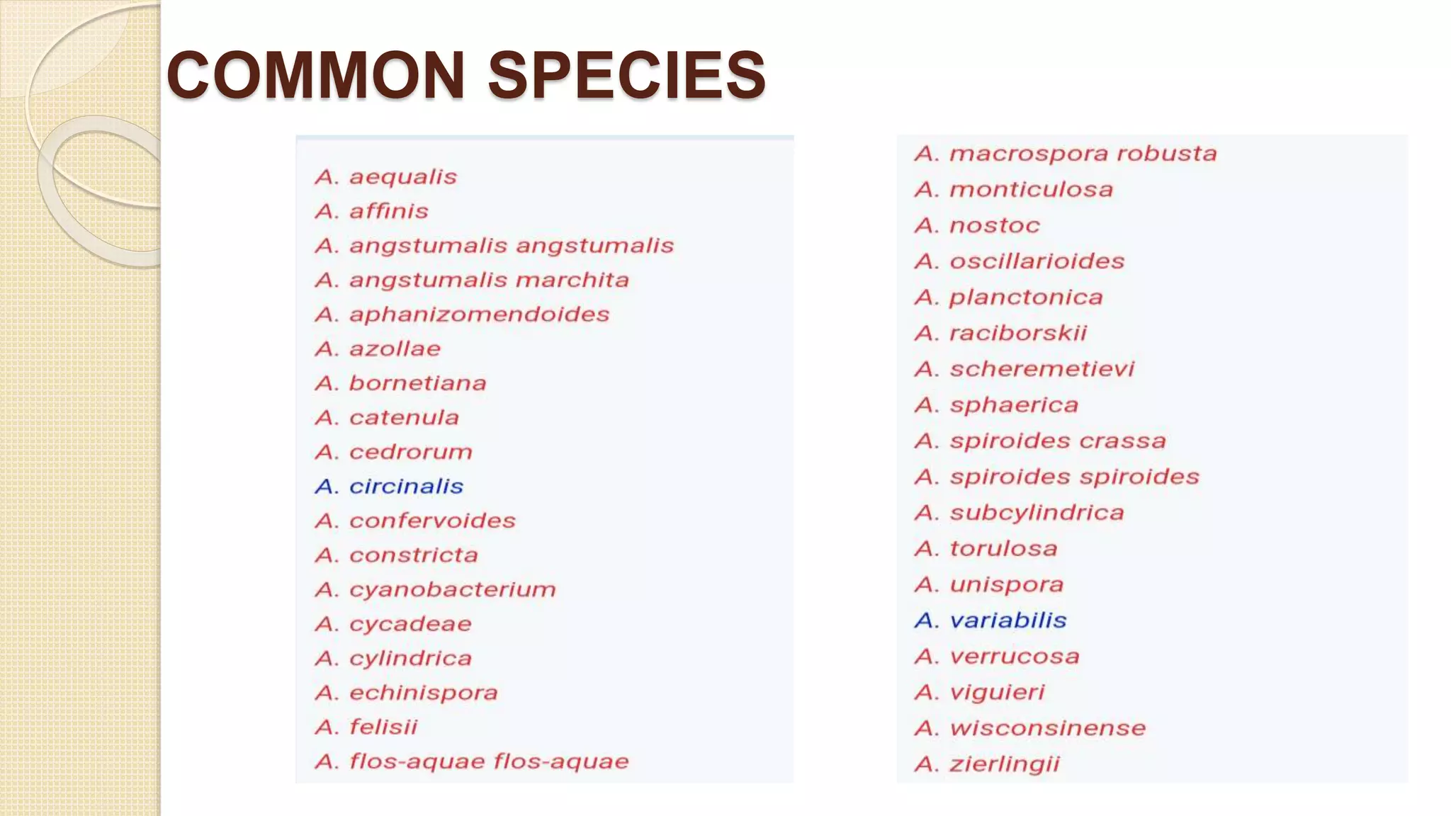 Azolla and Anabena symbiosis | PPTX