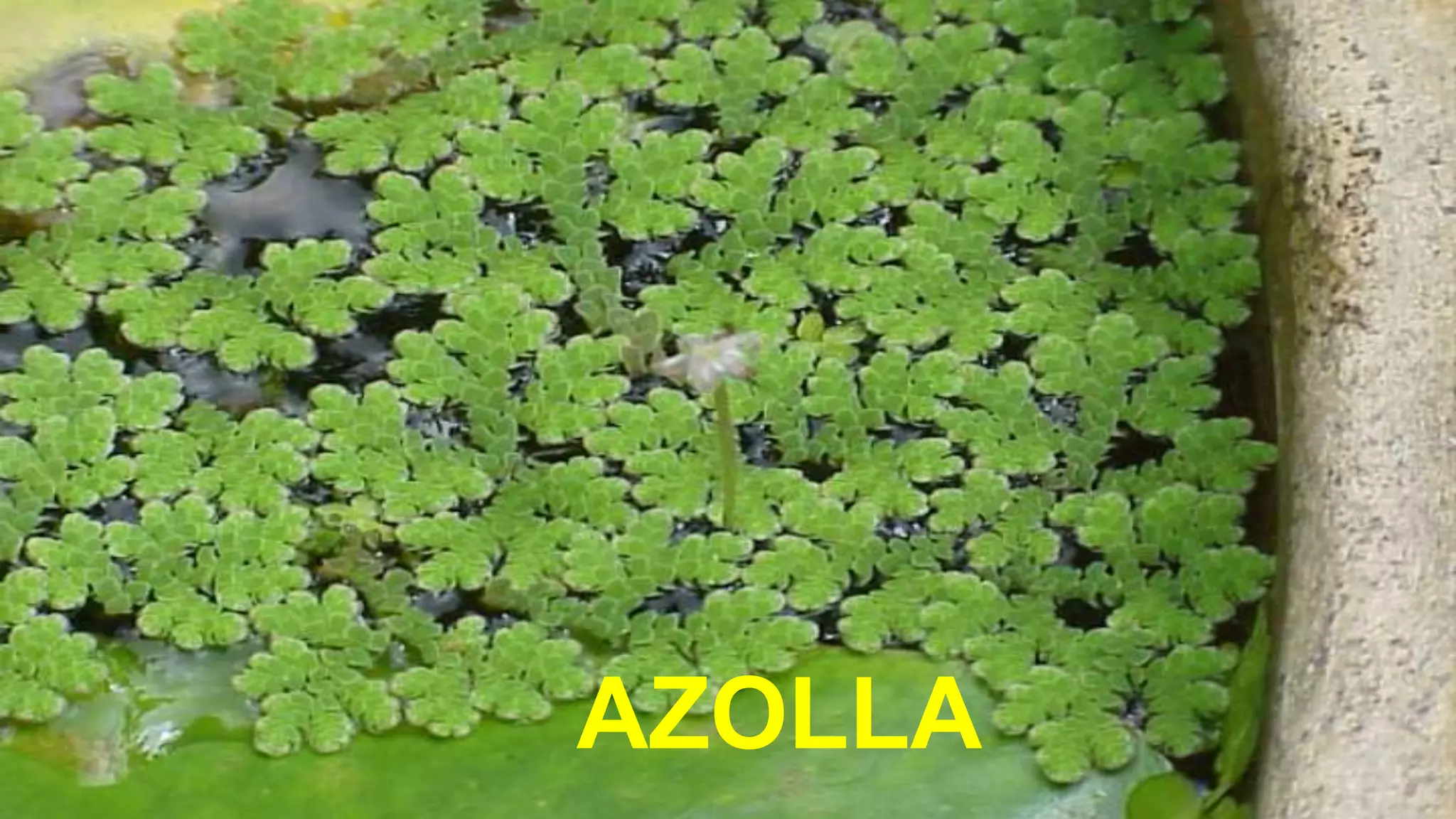 Azolla and Anabena symbiosis | PPTX