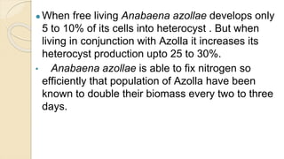 Azolla and Anabena symbiosis | PPTX