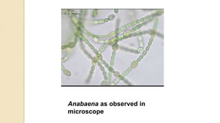 Azolla and Anabena symbiosis | PPTX
