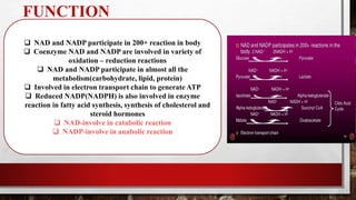 vitamin-niacin and pyridoxin | PPT