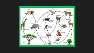 Principles of Ecosystem - Earth and life science | PPTX