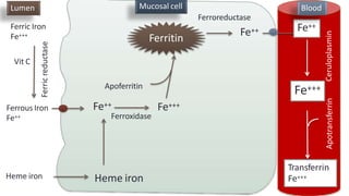 Mineral Iron Biochemistry | PPTX