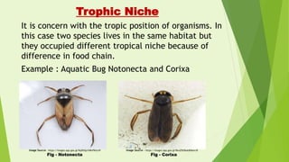 Niche .pptx