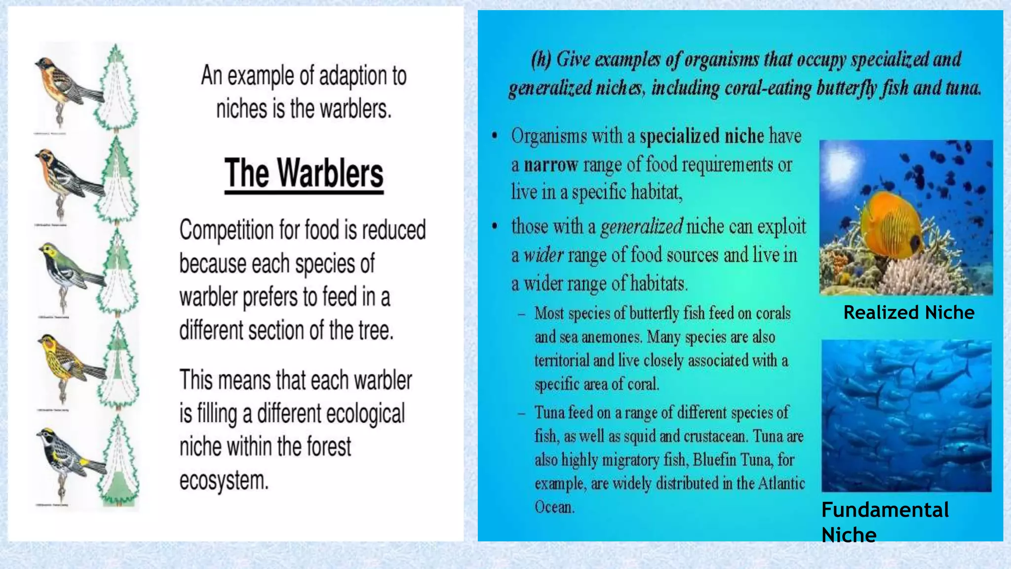 Niche concept | PPTX