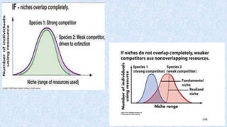 Niche concept | PPTX