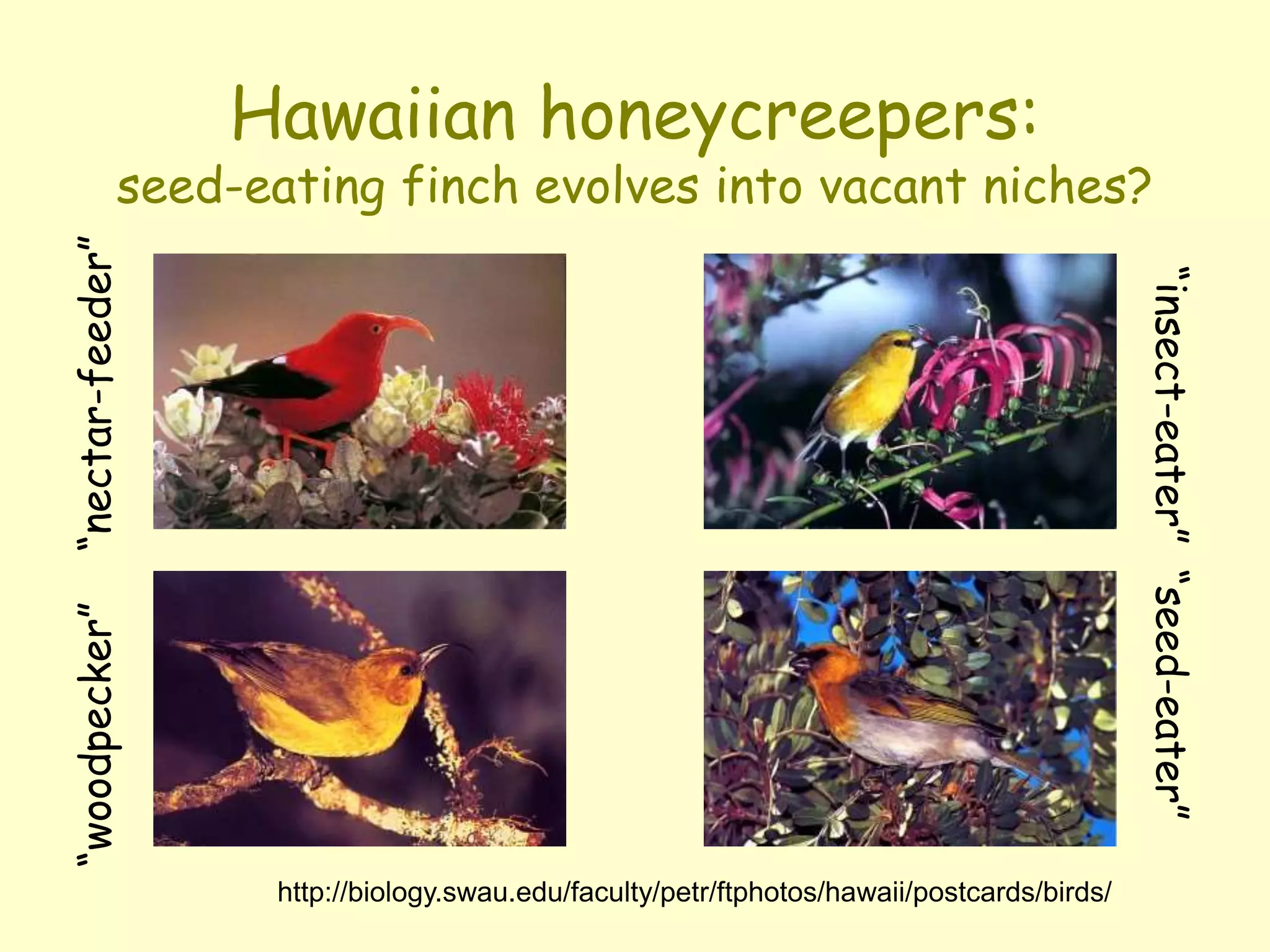 Niches | PPT